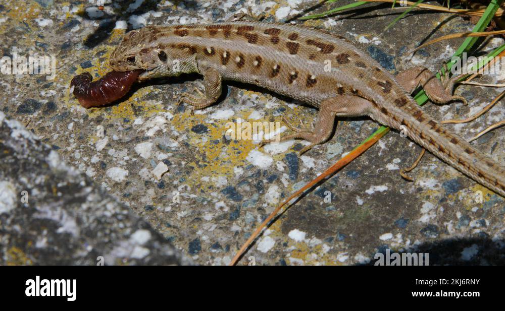 Full body lizard Stock Videos & Footage - HD and 4K Video Clips - Alamy