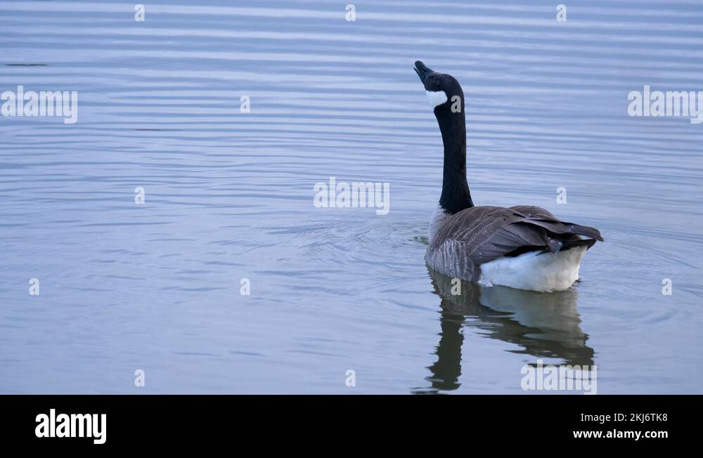 Canada goose floating in water. North america wildlife, birds Stock ...