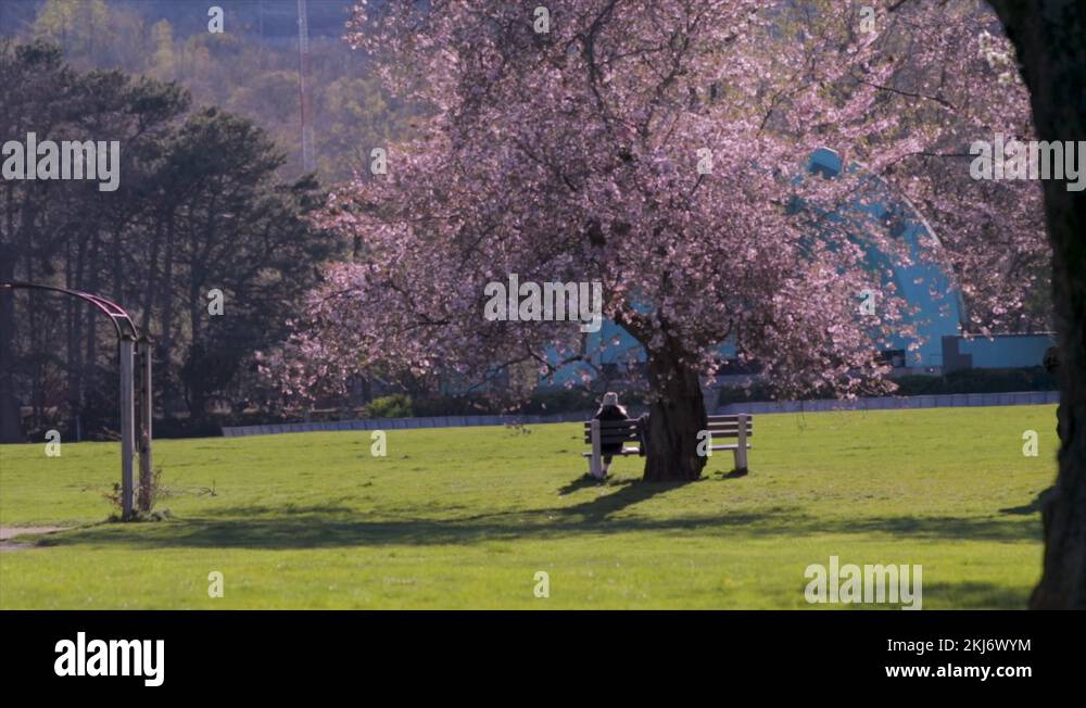 One person sitting under tree Stock Videos & Footage - HD and 4K Video ...