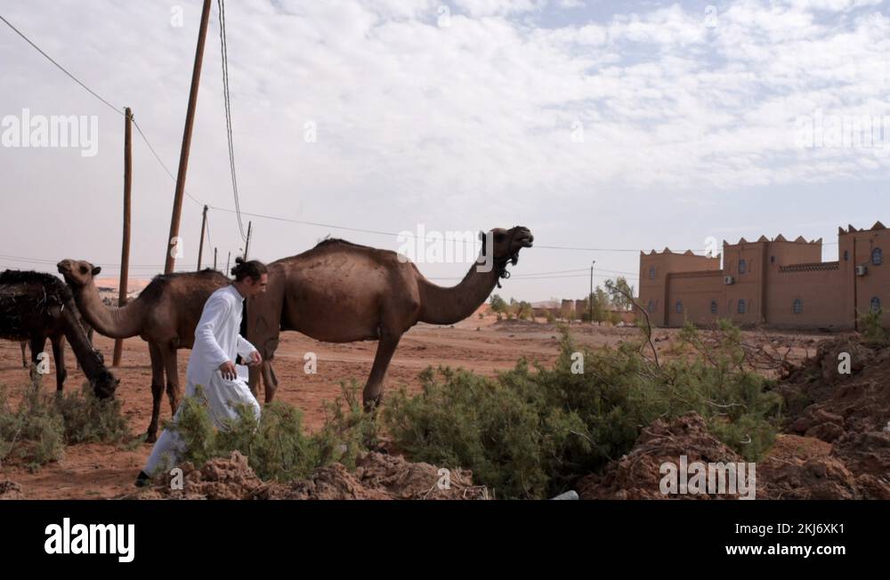 Young man approaches and looks at camel, touching softly on long neck ...
