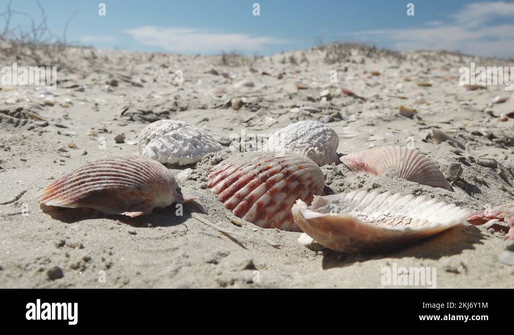 Scallop shell in sand Stock Videos & Footage - HD and 4K Video Clips ...