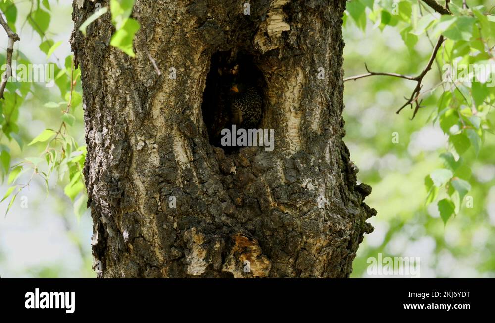 Birds That Live In Hollow Trees at Nedra Harris blog