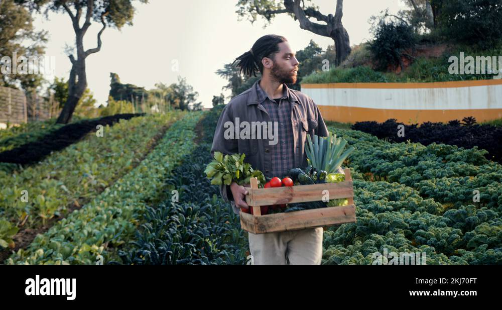 Man carrying crate vegetables Stock Videos & Footage - HD and 4K Video ...