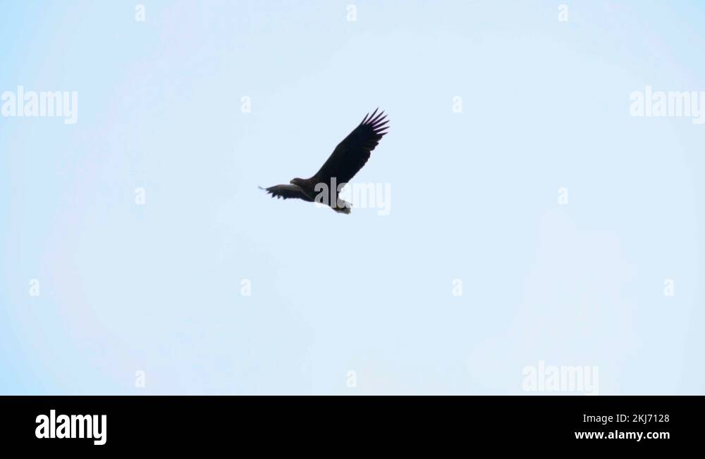 Big white tailed sea eagle flying in slow motion Stock Video Footage ...