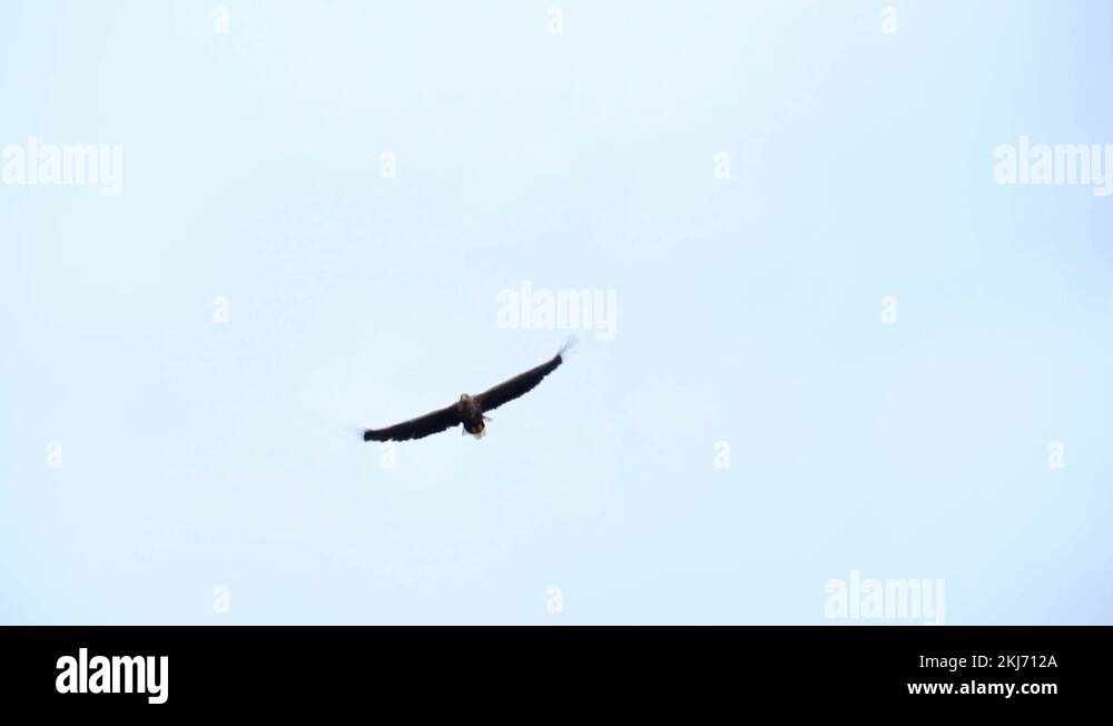 White-tailed sea eagle flying in slow motion near the isle of mull ...