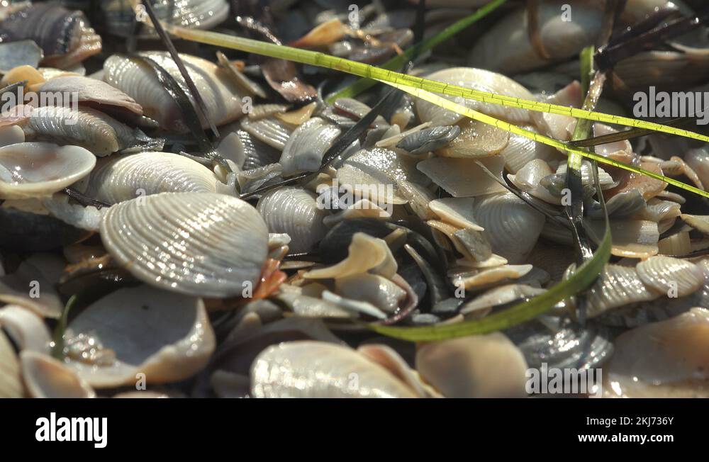 Seashells sea shells on beach Stock Videos & Footage - HD and 4K Video ...