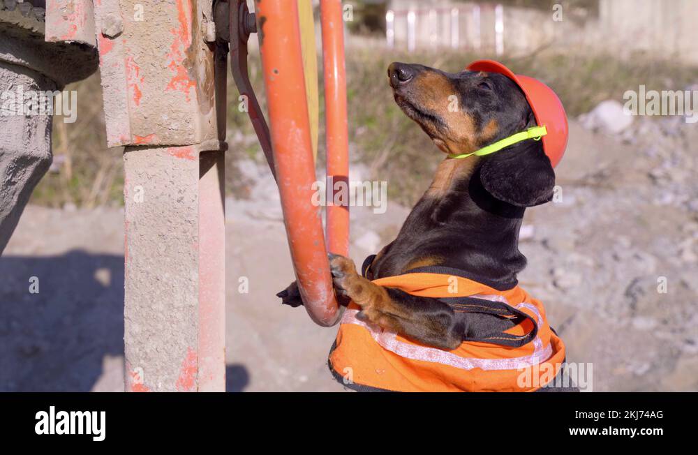 Dog steering wheel Stock Videos & Footage - HD and 4K Video Clips - Alamy