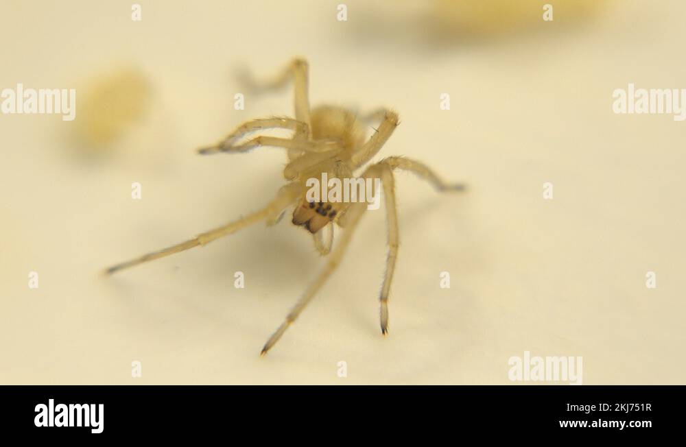 Colorless background Stock Videos & Footage - HD and 4K Video Clips - Alamy