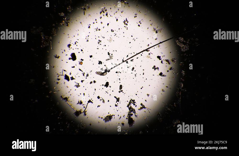 Animal cell light microscope Stock Videos & Footage - HD and 4K Video ...