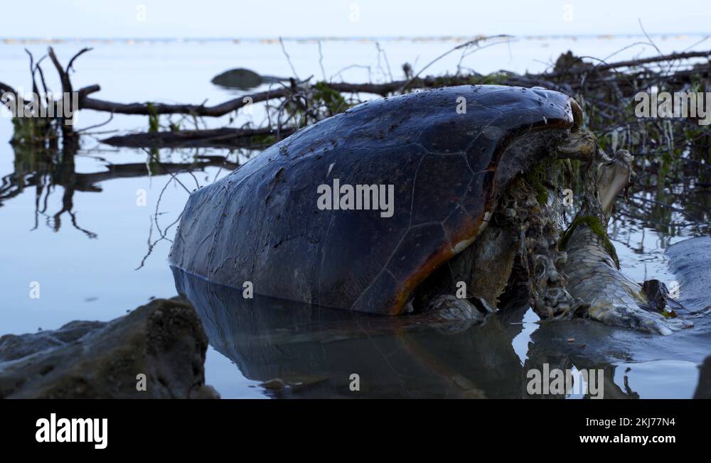 Sea turtle shell Stock Videos & Footage - HD and 4K Video Clips - Alamy