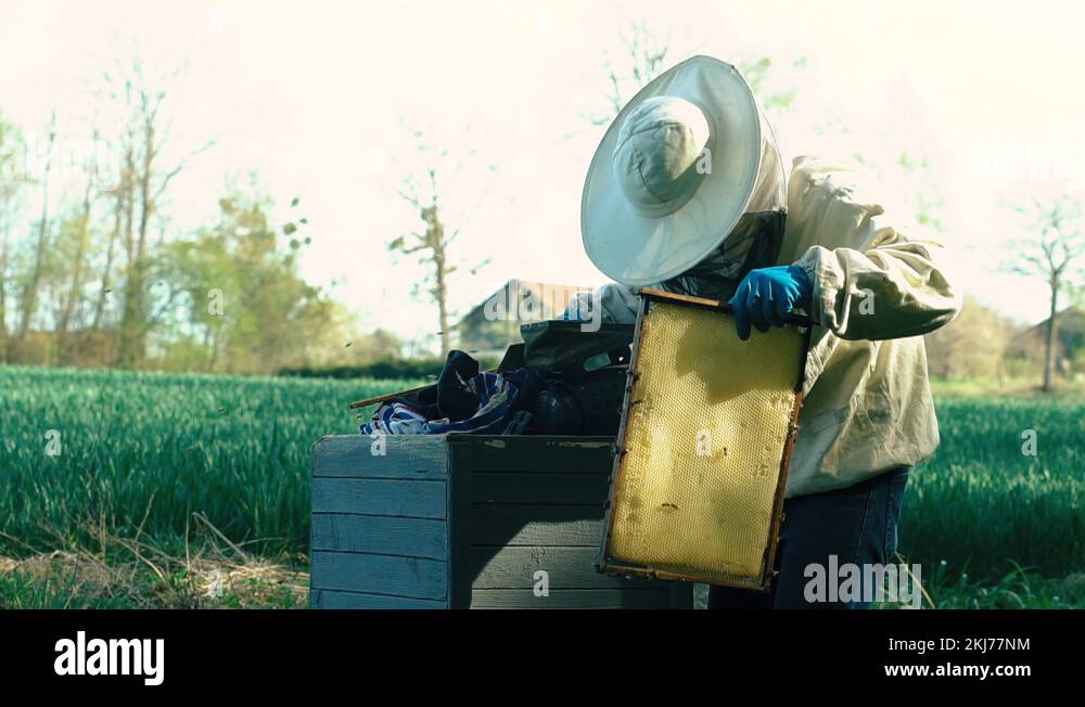 Checking bee box Stock Videos & Footage - HD and 4K Video Clips - Alamy