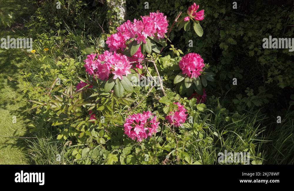 Neglected garden Stock Videos & Footage - HD and 4K Video Clips - Alamy