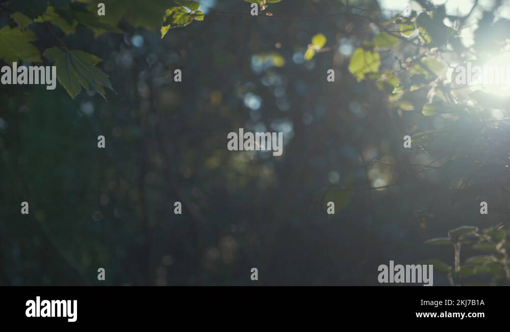 Fly mating Stock Videos & Footage - HD and 4K Video Clips - Alamy