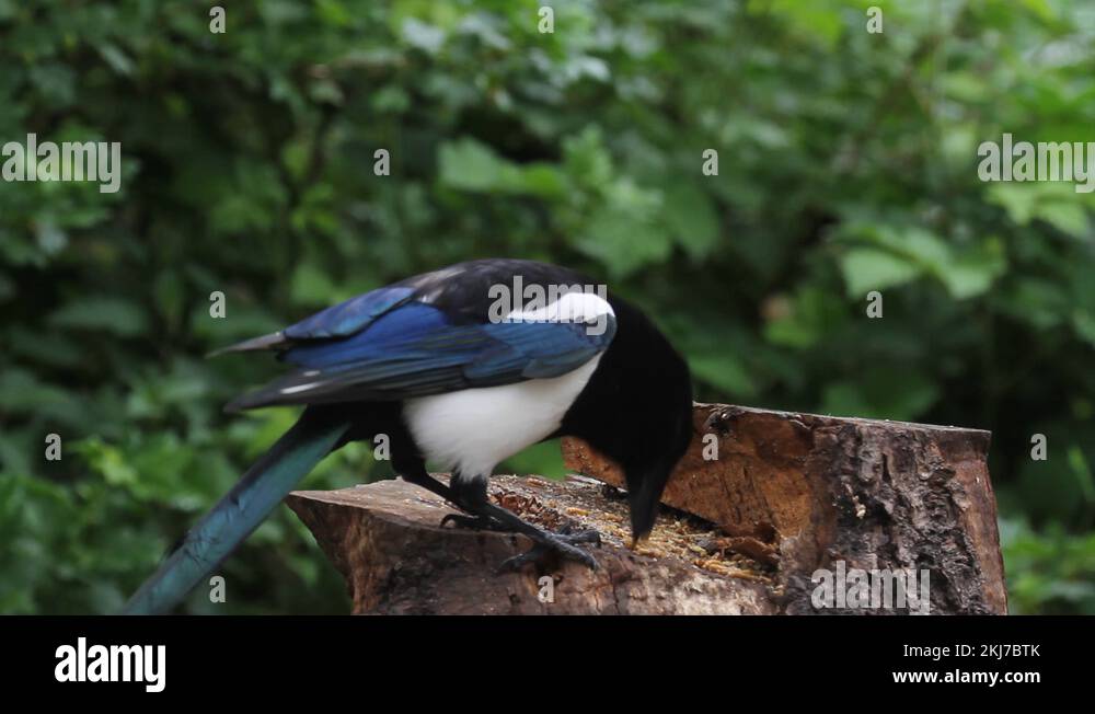 Magpie birdtable Stock Videos & Footage - HD and 4K Video Clips - Alamy