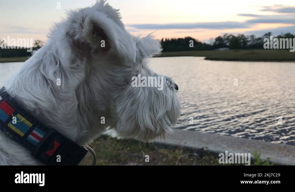 Dog side profile of head Stock Videos & Footage - HD and 4K Video Clips ...