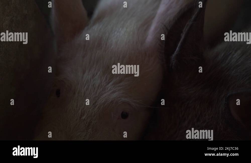 Pig looks camera Stock Videos & Footage - HD and 4K Video Clips - Alamy