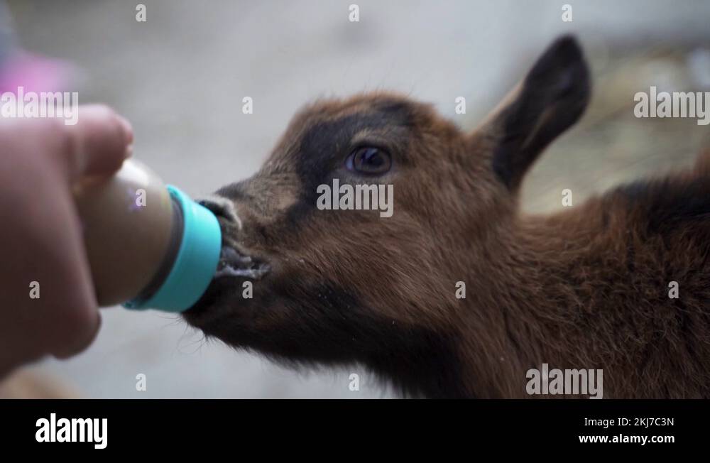 Goat milk hand Stock Videos & Footage - HD and 4K Video Clips - Alamy