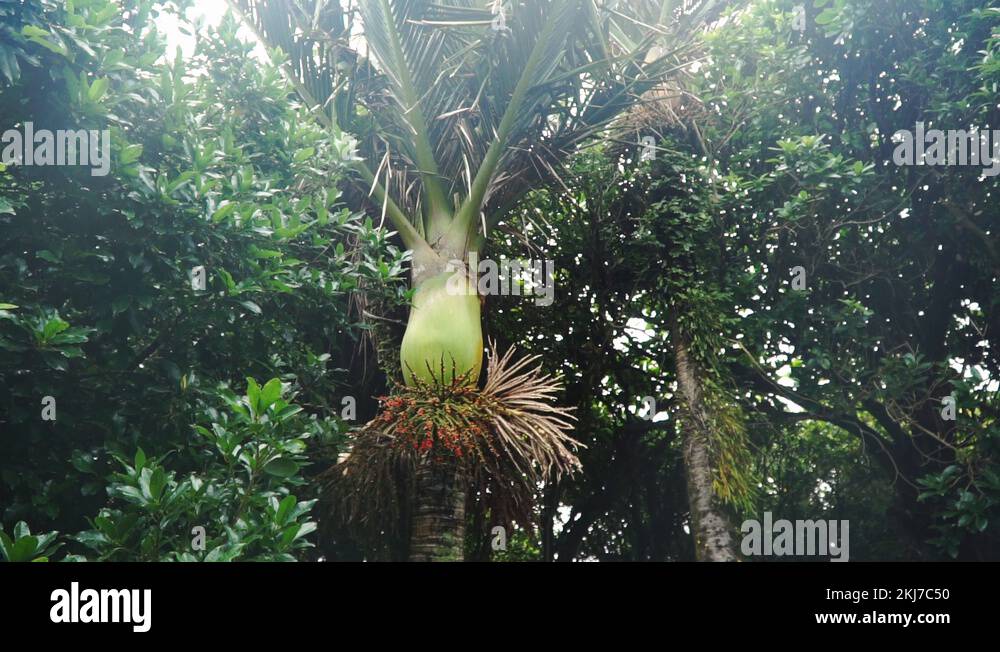 Nikau palm tree Stock Videos & Footage - HD and 4K Video Clips - Alamy
