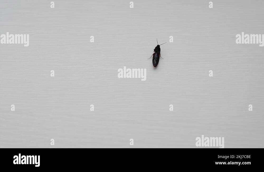 The insect bug lies upside down and moves its legs and tries to roll ...