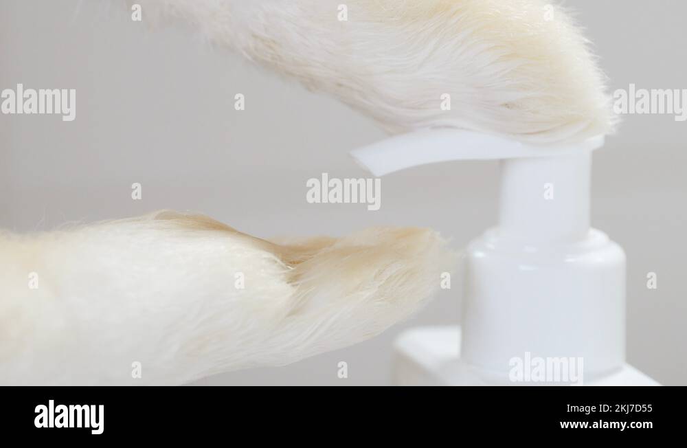 Pug dog washing paws with soap, like human wash hands. Fake paws. Close ...