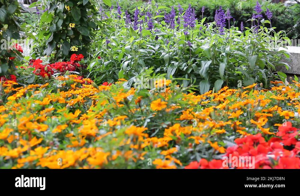 Flora cologne Stock Videos & Footage - HD and 4K Video Clips - Alamy