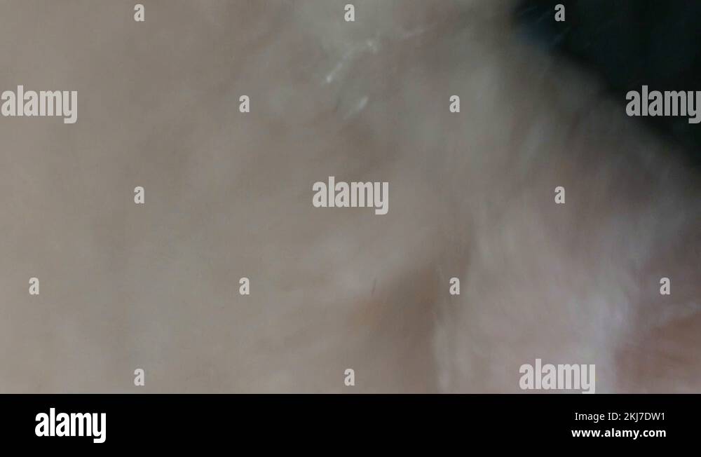 Paper pulp hand Stock Videos & Footage - HD and 4K Video Clips - Alamy