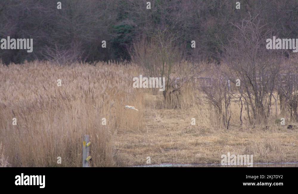Night predators Stock Videos & Footage - HD and 4K Video Clips - Alamy
