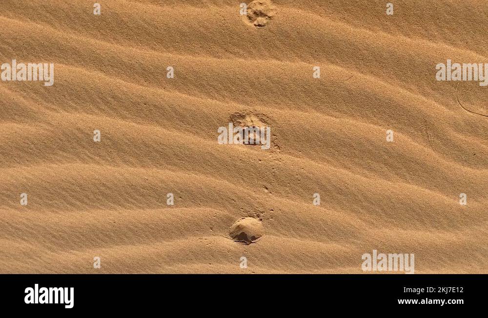 Desert animal tracks Stock Videos & Footage - HD and 4K Video Clips - Alamy