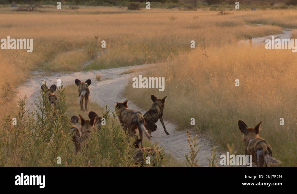 Dusty dog Stock Videos & Footage - HD and 4K Video Clips - Alamy