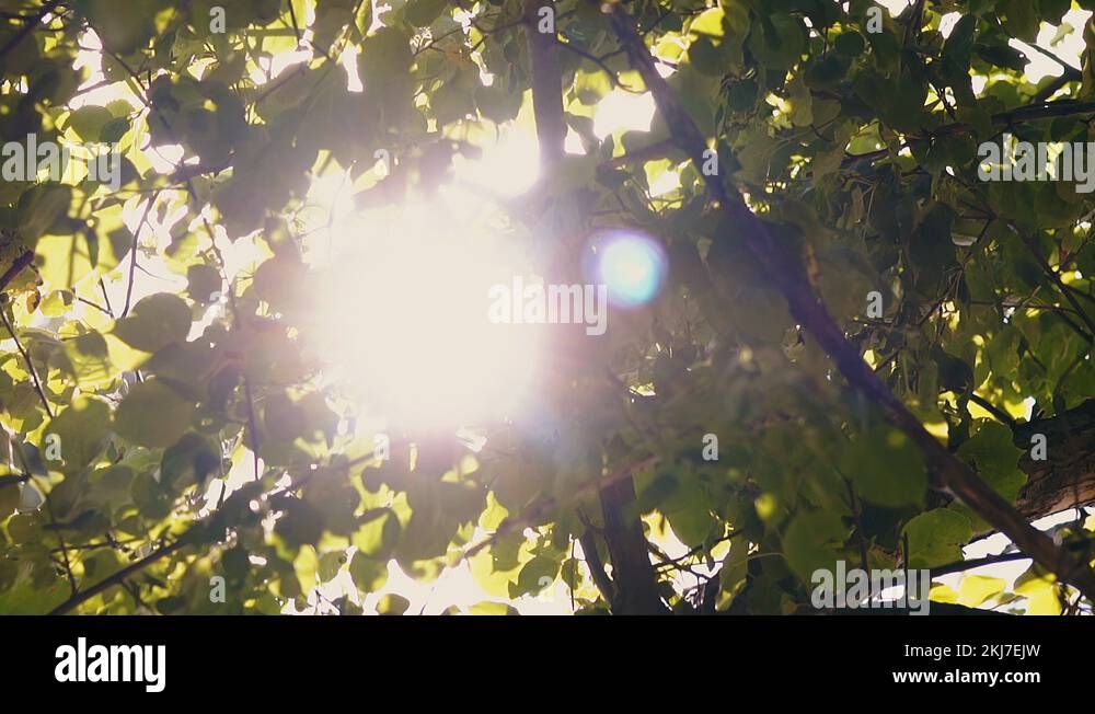 Sunlight in summer forest Stock Videos & Footage - HD and 4K Video ...