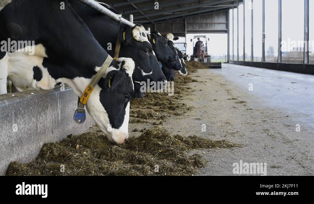 Pushing cow Stock Videos & Footage - HD and 4K Video Clips - Alamy