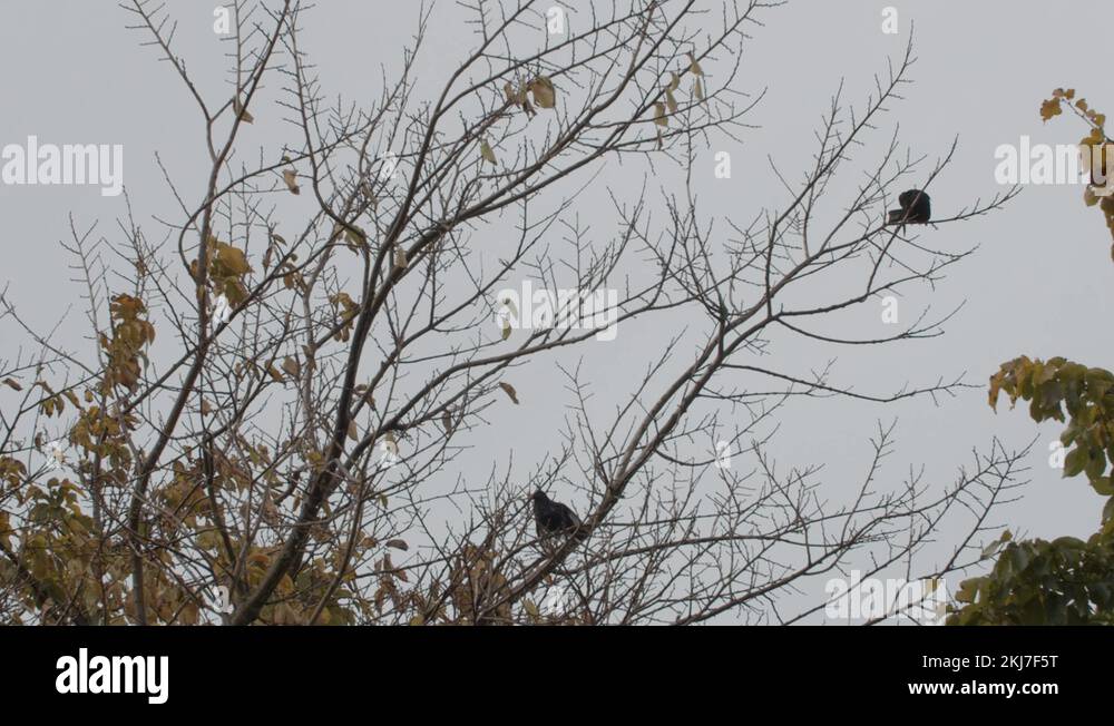 Birds in the tree Stock Videos & Footage - HD and 4K Video Clips - Alamy