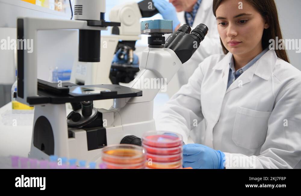 Scientist examining microbiological cultures in a petri dish under a ...