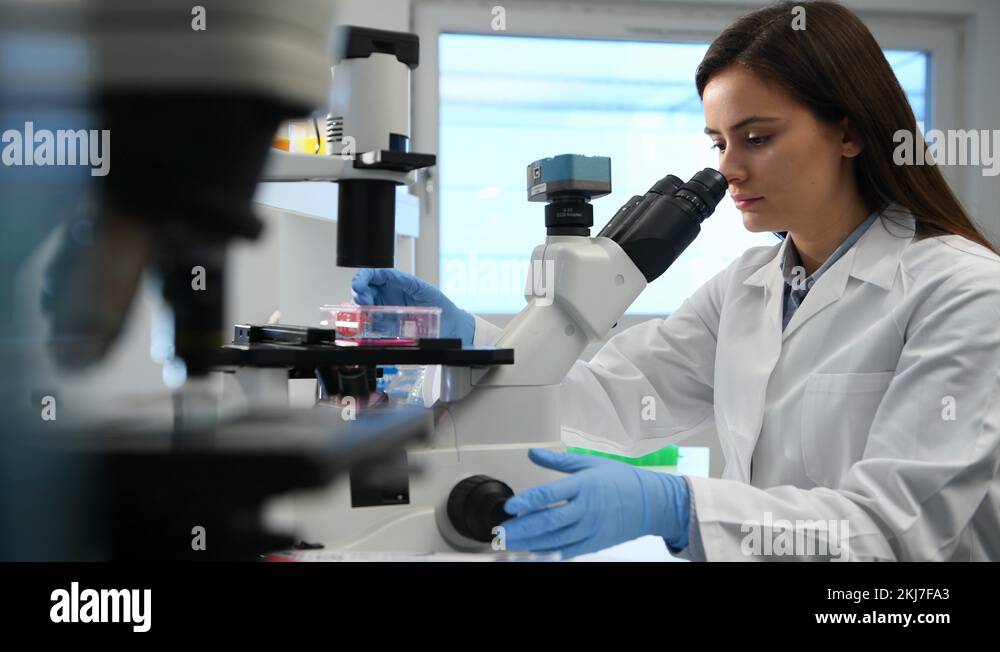 Researcher viewing stem cell cultures under a microscope in a ...