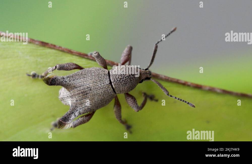 Dorsal view of leaf beetle Stock Videos & Footage - HD and 4K Video ...
