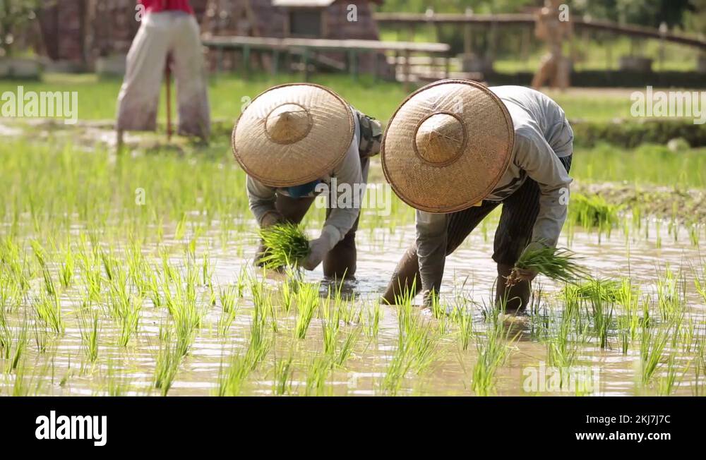 Farmers are Transplanting Rice Sprouts On The Field Containing Mud and ...