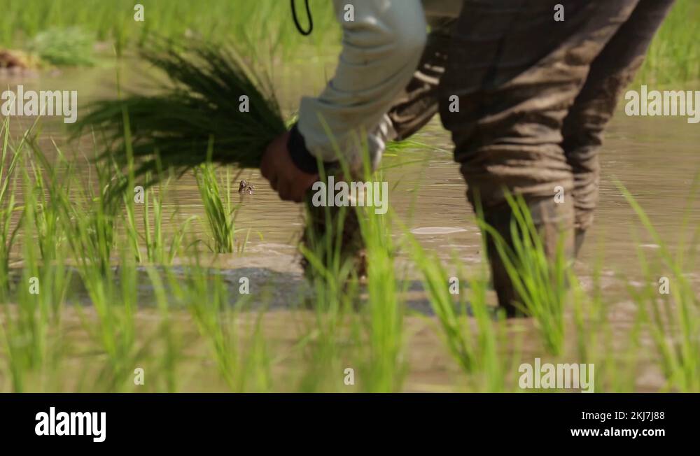 Farmers are Transplanting Rice Sprouts On The Field Containing Mud and ...