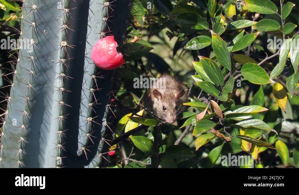 A rare fruit Stock Videos & Footage - HD and 4K Video Clips - Alamy