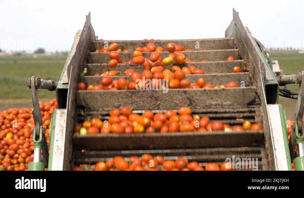 Tomato sorting machine Stock Videos & Footage - HD and 4K Video Clips ...