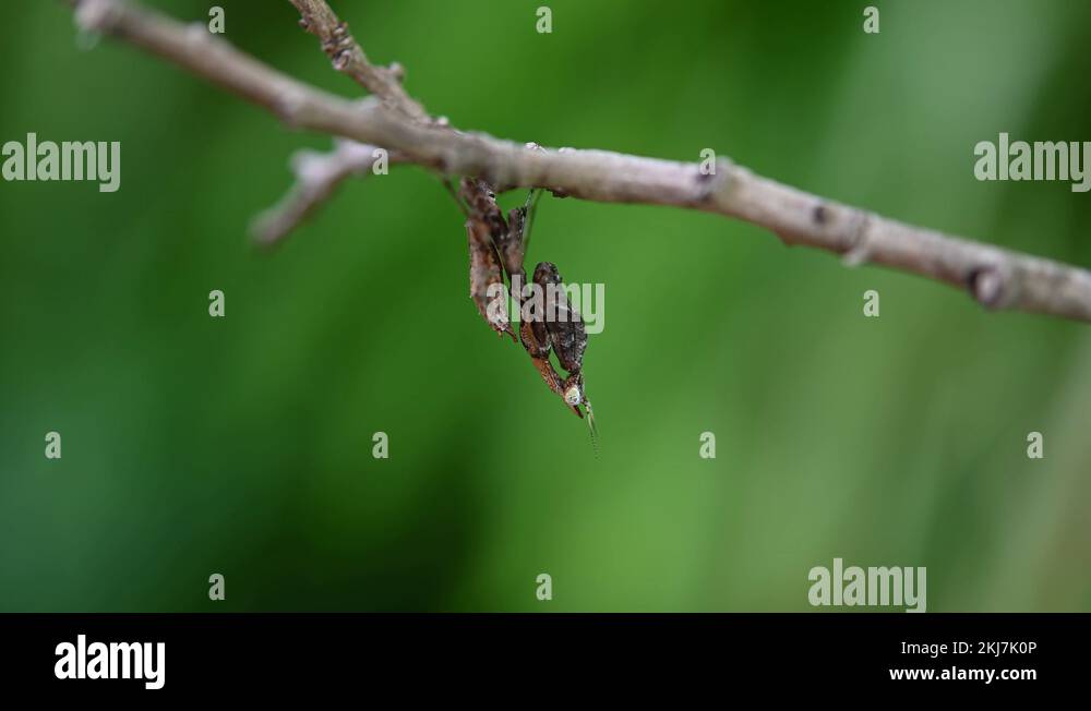 Praying Mantis, Parablepharis, Hanging upside down Stock Video Footage ...