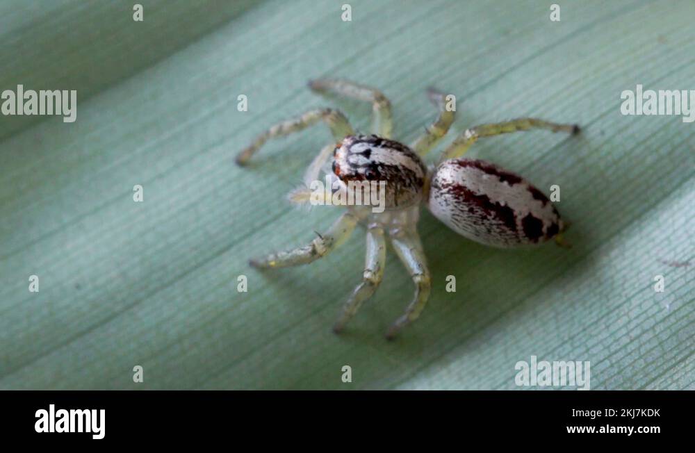 Spider top view Stock Videos & Footage - HD and 4K Video Clips - Alamy