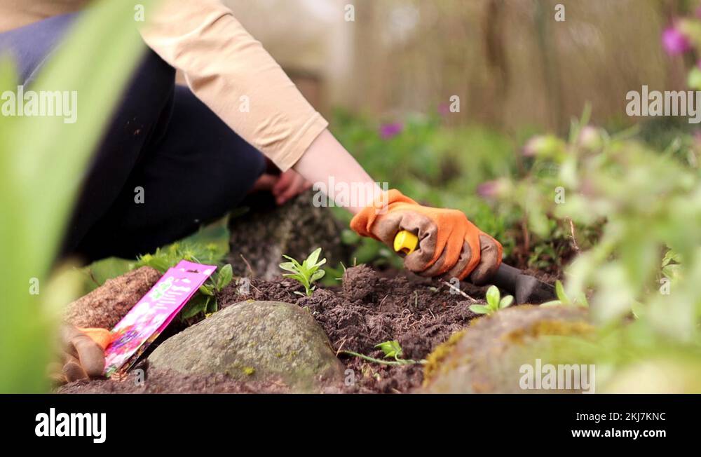 Girl digging soil Stock Videos & Footage - HD and 4K Video Clips - Alamy