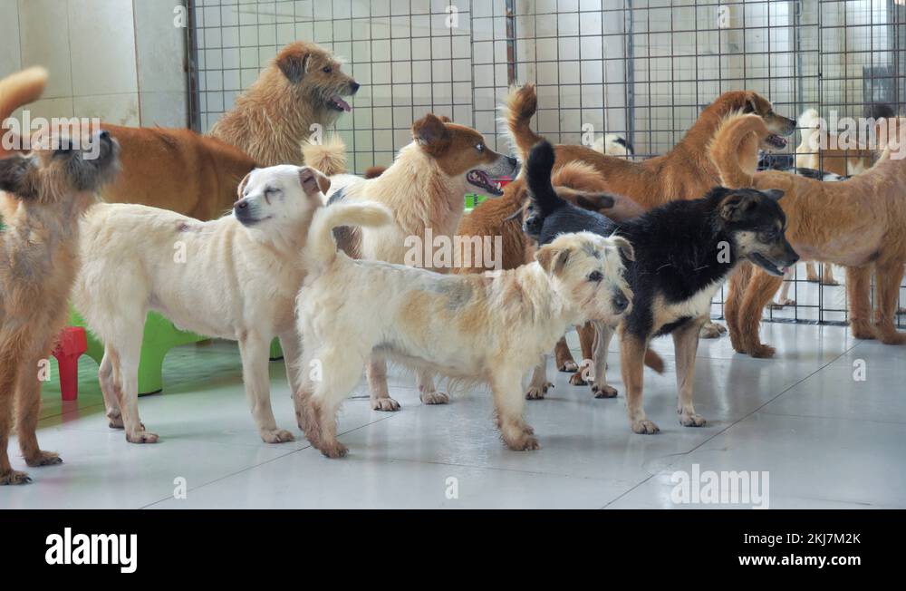Unwanted and homeless dogs of different breeds in animal shelter ...