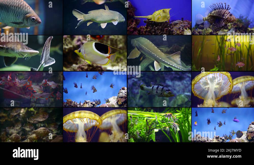 Multi-shot close-up of the beautiful underwater world. unusual fish ...