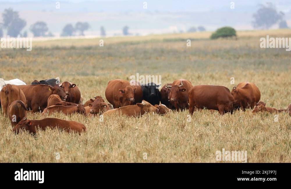Laying with cows Stock Videos & Footage - HD and 4K Video Clips - Alamy