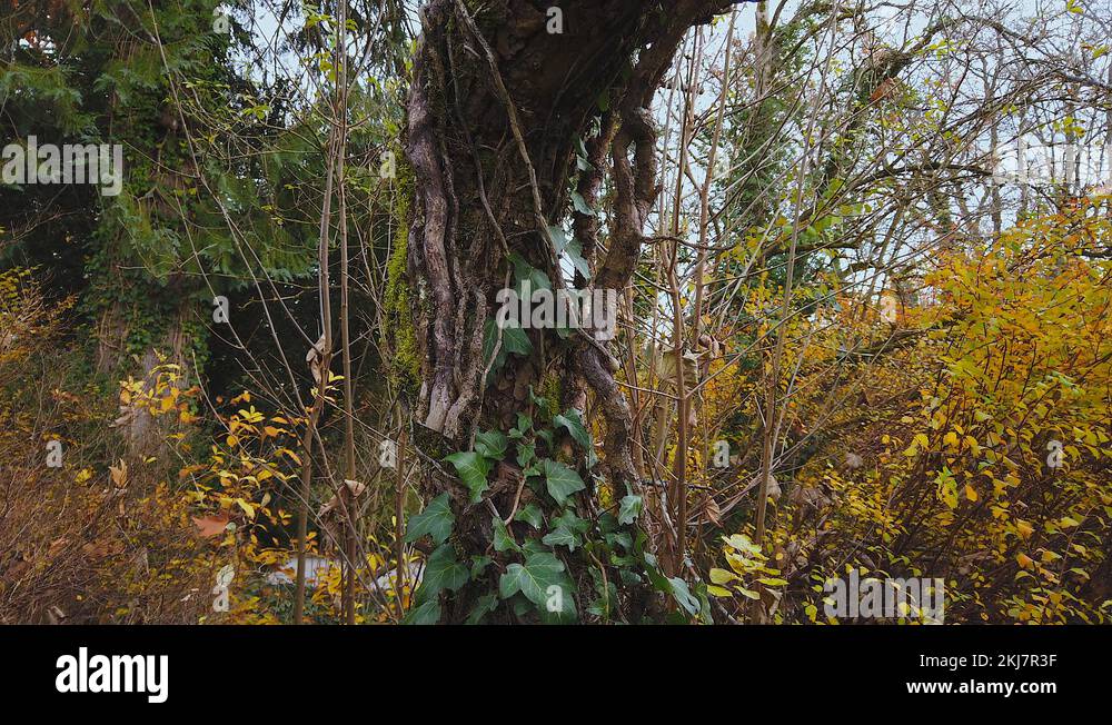 Late autumn tree Stock Videos & Footage - HD and 4K Video Clips - Alamy