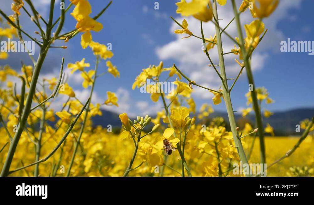Animal pollination Stock Videos & Footage - HD and 4K Video Clips - Alamy