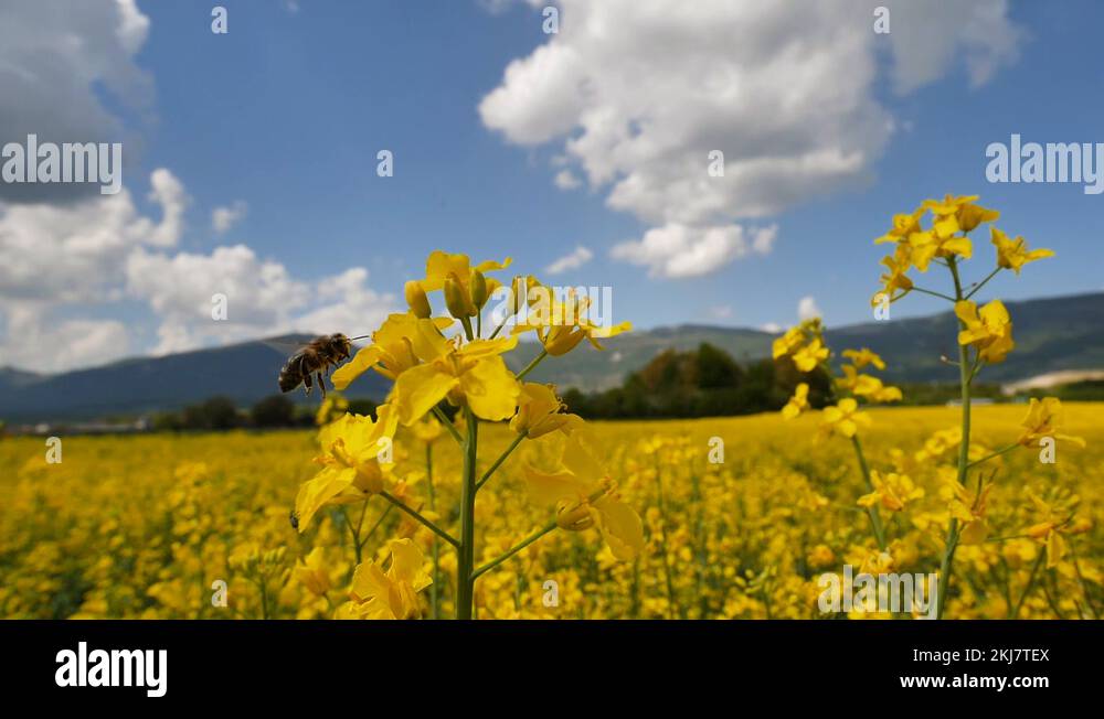 Natural pollination process Stock Videos & Footage - HD and 4K Video ...