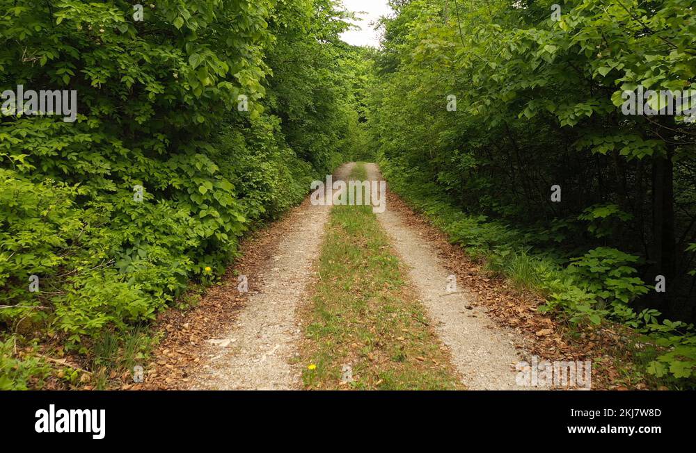 Forest grass path pathway countryside Stock Videos & Footage - HD and ...