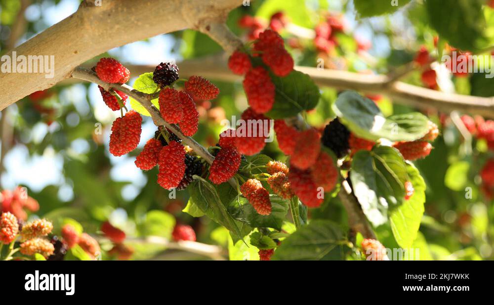 The mulberry tree Stock Videos & Footage - HD and 4K Video Clips - Alamy
